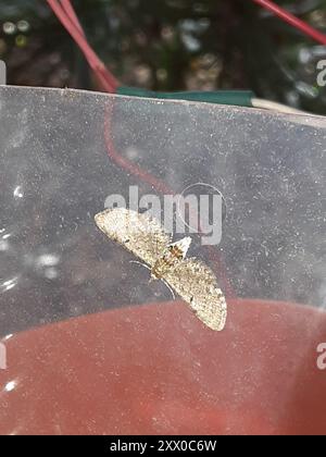 Common Eupithecia Moth (Eupithecia miserulata) Insecta Stock Photo - Alamy