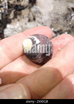 Tiger Topshell (Oxystele tigrina) Mollusca Stock Photo - Alamy