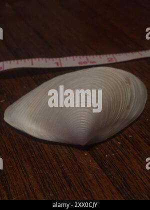 Channeled Duck Clam (Raeta plicatella) Mollusca Stock Photo - Alamy