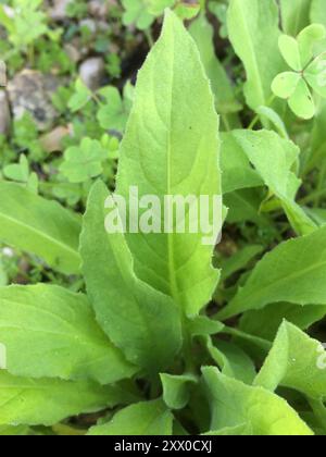 (Cheirolophus sempervirens) Plantae Stock Photo - Alamy