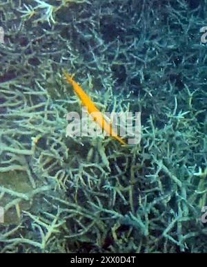 Pacific Trumpetfish (Aulostomus chinensis) Actinopterygii Stock Photo ...