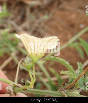 Baboon Bushpumpkin (Coccinia adoensis) Plantae Stock Photo - Alamy