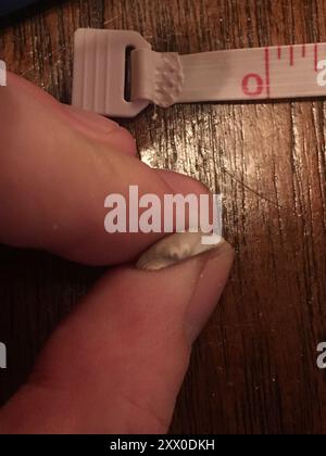 Transverse Ark (Anadara transversa) Mollusca Stock Photo - Alamy