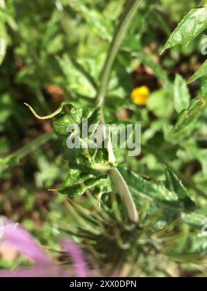 Boar Thistle (Galactites tomentosus) Plantae Stock Photo - Alamy
