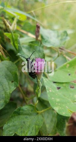 (Epicauta haroldi) Insecta Stock Photo - Alamy
