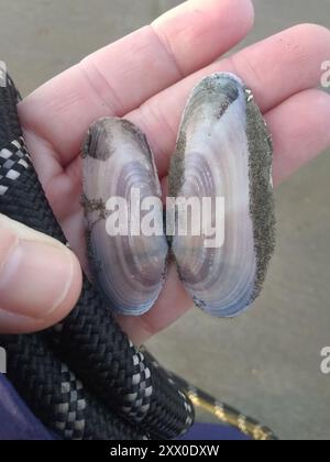 Atlantic Razor (Siliqua costata) Mollusca Stock Photo - Alamy