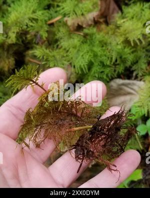 stairstep moss (Hylocomium splendens) Plantae Stock Photo - Alamy