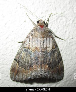 Banded Achaea (Achaea catella) Insecta Stock Photo - Alamy