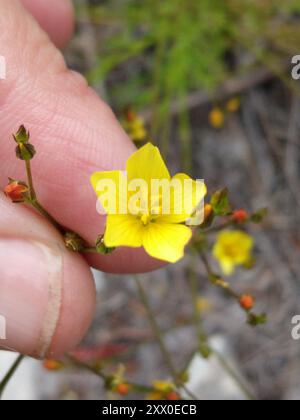 Half-mast Flax (Linum africanum) Plantae Stock Photo - Alamy
