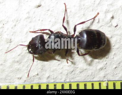 Thick-node House ant (Pheidole crassinoda) Insecta Stock Photo - Alamy
