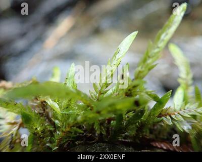 New Mexican fontinalis moss (Fontinalis neomexicana) Plantae Stock ...