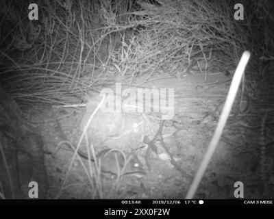 Cape Rock Sengi (Elephantulus edwardii) Mammalia Stock Photo - Alamy