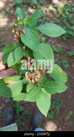 wild sweet basil (Ocimum campechianum) Plantae Stock Photo - Alamy