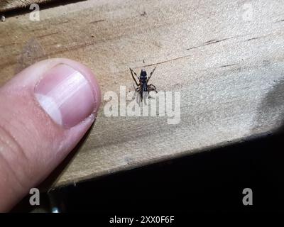 White-tailed Spiders (Lampona) Arachnida Stock Photo - Alamy