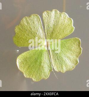 Helicopter Ferns (Marsilea) Plantae Stock Photo - Alamy