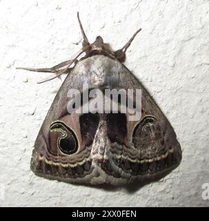 Faint Owl Moth (Cometaster pyrula) Insecta Stock Photo - Alamy