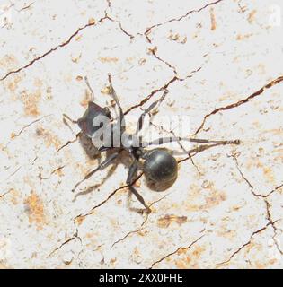 Common Giant Turtle Ant (Cephalotes atratus) Insecta Stock Photo - Alamy