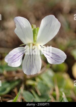 Mountain Violet (Viola betonicifolia) Plantae Stock Photo - Alamy