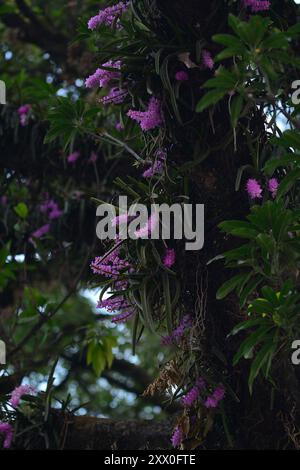 (Aerides multiflora) Plantae Stock Photo - Alamy