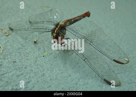 Tropical King Skimmers (Orthemis) Insecta Stock Photo - Alamy