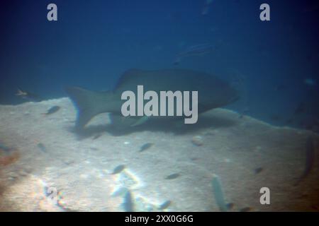 Leopard Coralgrouper (Plectropomus leopardus) Actinopterygii Stock ...