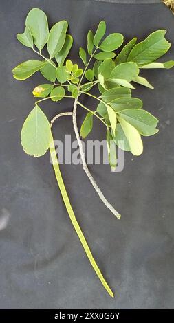 flor de San Jose (Senna atomaria) Plantae Stock Photo - Alamy