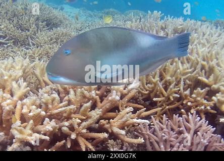 Blue Tuskfish (Choerodon cyanodus) Actinopterygii Stock Photo - Alamy