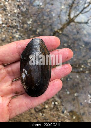 River Mussels (Unionidae) Mollusca Stock Photo - Alamy