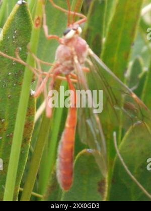 Short-tailed Ichneumonid Wasps (Ophioninae) Insecta Stock Photo - Alamy