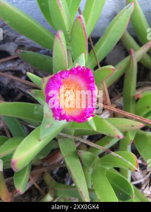 Sally-my-handsome (Carpobrotus acinaciformis) Plantae Stock Photo - Alamy