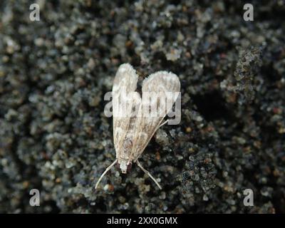 Pond moth (Hygraula nitens), Insecta, Dunrobin, New Zealand Stock Photo ...