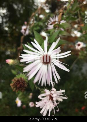 Climbing Aster (Ampelaster carolinianus) Plantae Stock Photo - Alamy