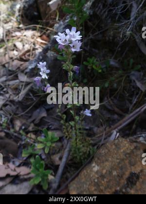 purple eyebright (Euphrasia collina), Plantae, Ben Lomond TAS 7212 ...