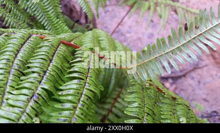 uluhe lau nui (Diplopterygium pinnatum) Plantae Stock Photo - Alamy