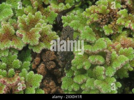 Beaked Toads (Rhinella) Amphibia Stock Photo - Alamy