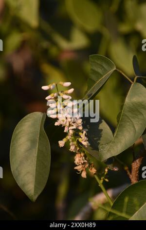 Common Derris (Derris trifoliata) Plantae Stock Photo - Alamy
