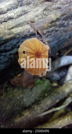 Orange Pinwheel (Marasmius siccus) Fungi Stock Photo - Alamy