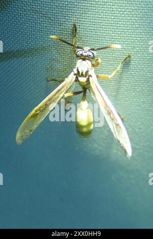 Central American Paper Wasp (Apoica pallens) Insecta Stock Photo - Alamy