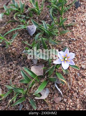 (Xerophyta humilis) Plantae Stock Photo - Alamy