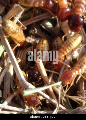 Southern Harvester Termite (Microhodotermes viator) Insecta Stock Photo ...