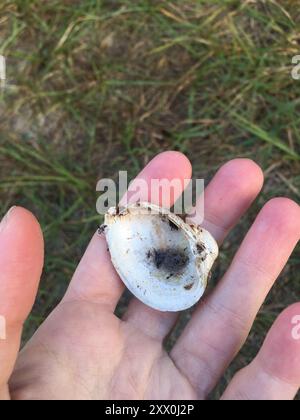 Atlantic Rangia (Rangia cuneata) Mollusca Stock Photo - Alamy