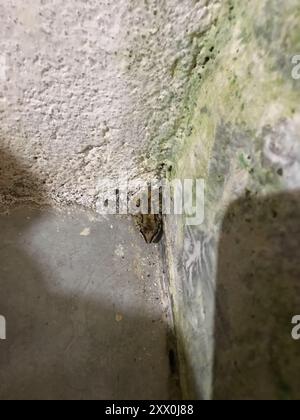 Mustached Frog (Leptodactylus mystacinus) Amphibia Stock Photo - Alamy