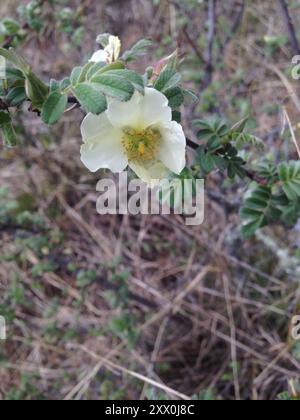 Silky Rose (Rosa sericea) Plantae Stock Photo - Alamy