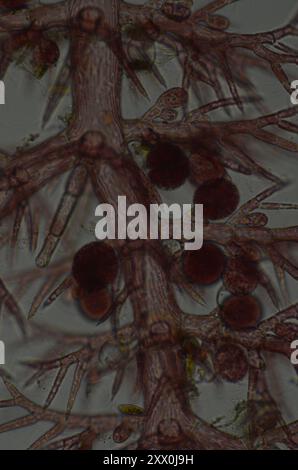 (Pterothamnion pectinatum) Plantae Stock Photo - Alamy