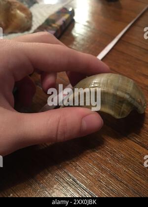 Channeled Whelk (Busycotypus canaliculatus) Mollusca Stock Photo - Alamy