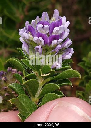 Strand Dottypea (Psoralea bracteolata Stock Photo - Alamy