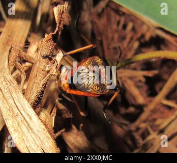 (Largus humilis) Insecta Stock Photo - Alamy