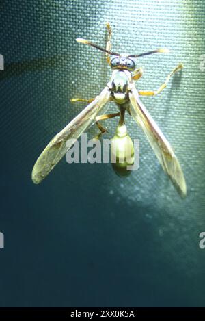 Central American Paper Wasp (Apoica pallens) Insecta Stock Photo - Alamy
