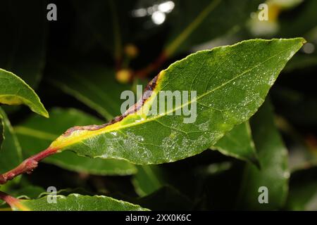Bay Sucker (Lauritrioza alacris) Insecta Stock Photo - Alamy