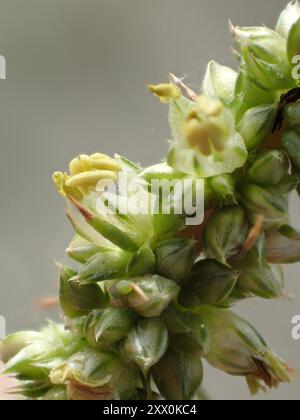 spiny amaranth (Amaranthus spinosus) Plantae Stock Photo - Alamy
